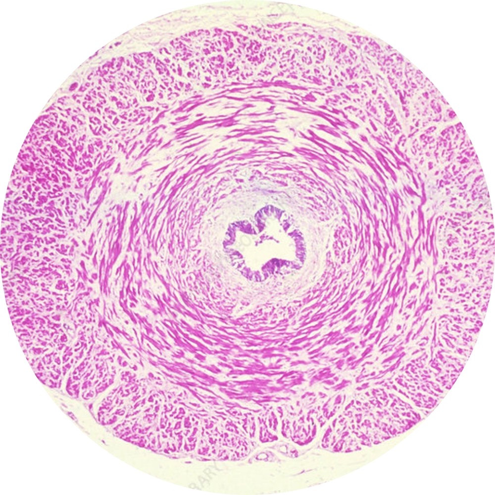 Control Slides, H&E - Human Vas Deferens | | Rankin Biomedical