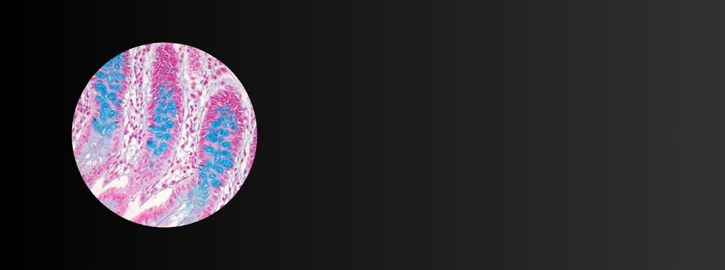 Fontana Masson for Histology Staining– Rankin Biomedical