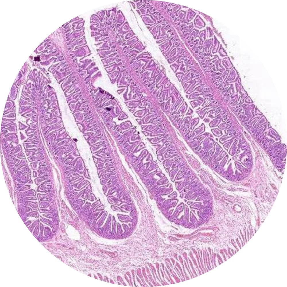 Control Slides, H&E - Human Small intestine, ileum | | Rankin Biomedical